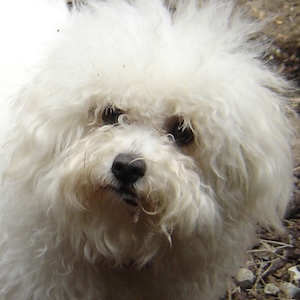 Domitilla - Vita Nova